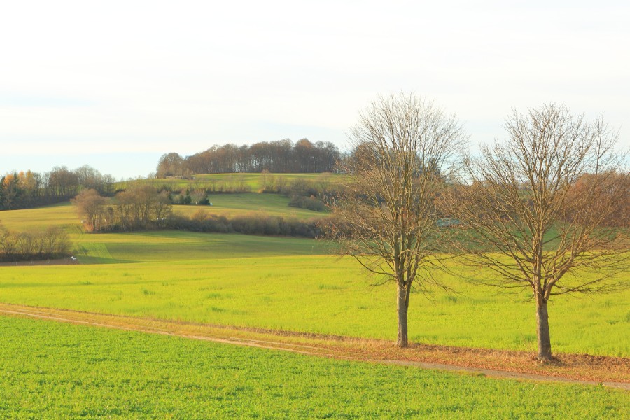 Wheaton, IL Veterinary Jobs | College Station Cat Clinic