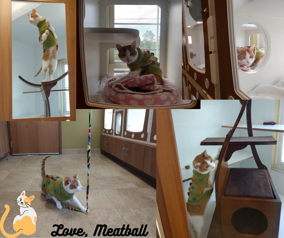 Pet Boarding In Wheaton, IL | College Station Cat Clinic